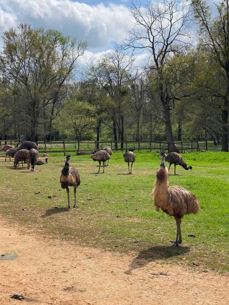 The Hidden Animal Sanctuary In Georgia Where Exotic Animals Are Protected