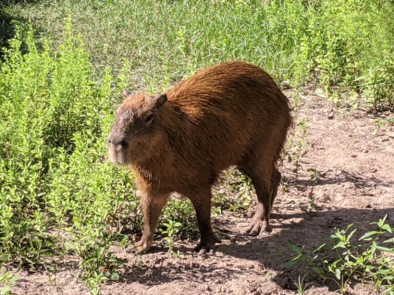 The Hidden Animal Sanctuary In Texas Where You Can Meet Exotic Creatures