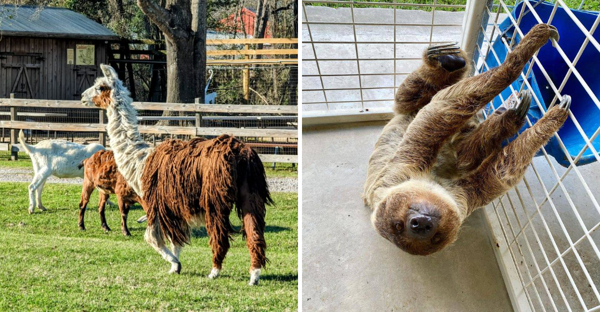 The Hidden Animal Sanctuary In Texas Where You Can Meet Exotic Creatures