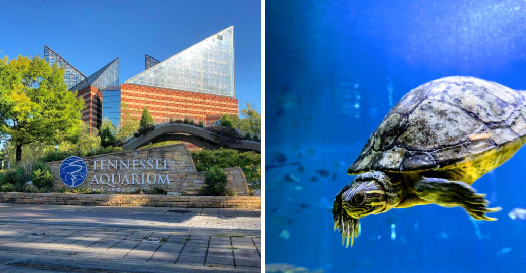 This Underwater Tunnel At A Tennessee Aquarium Feels Like A Deep-Sea Dive