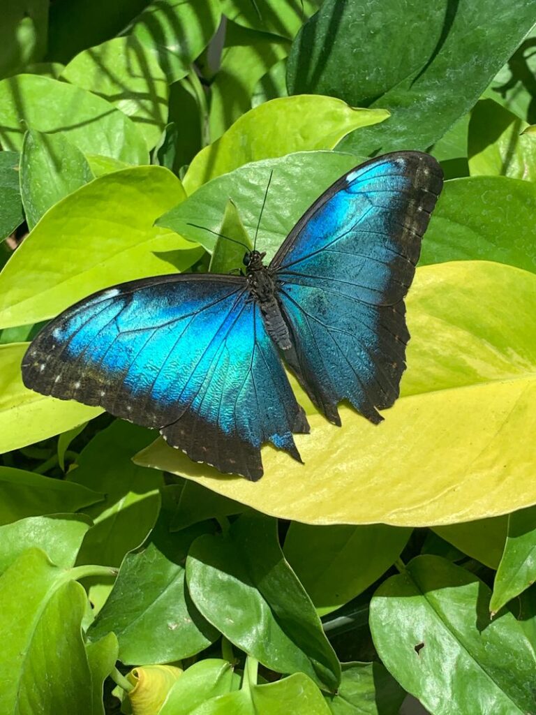 New York State Is Home To A Magical Year-Round Butterfly Exhibit That ...