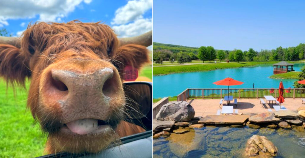 The Hidden Animal Sanctuary In New York Where Visitors Can See Rare ...