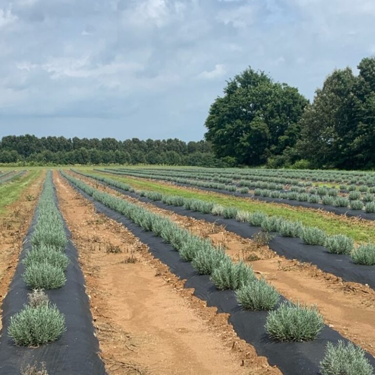 This Lavender Farm In Tennessee Smells Like Heaven On Earth