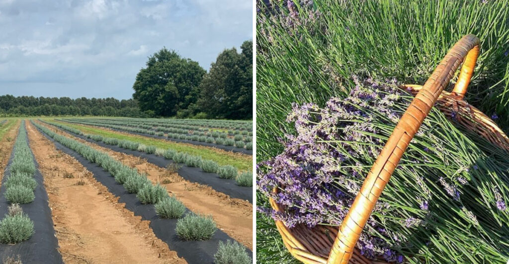 This Lavender Farm In Tennessee Smells Like Heaven On Earth