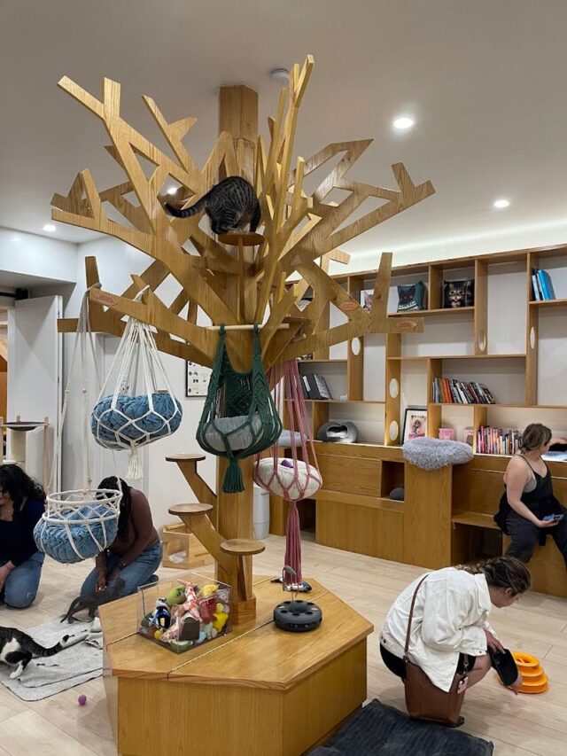 This Charming Cat Cafe In New York Is A Dream Come True For The Real ...