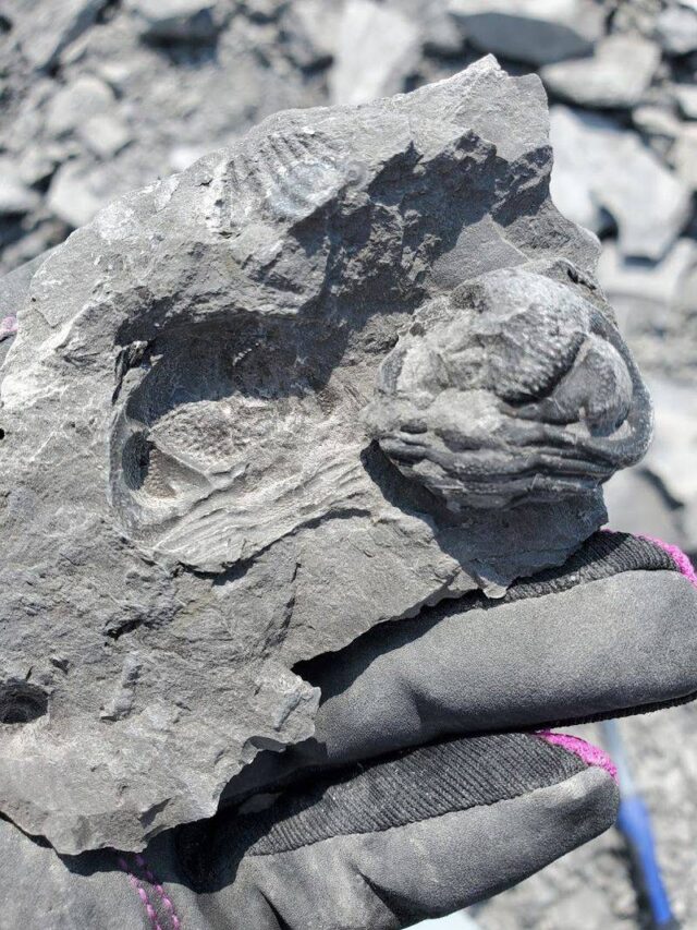 This New York Park Lets You Hunt Fossils From Hundreds Of Millions Of ...