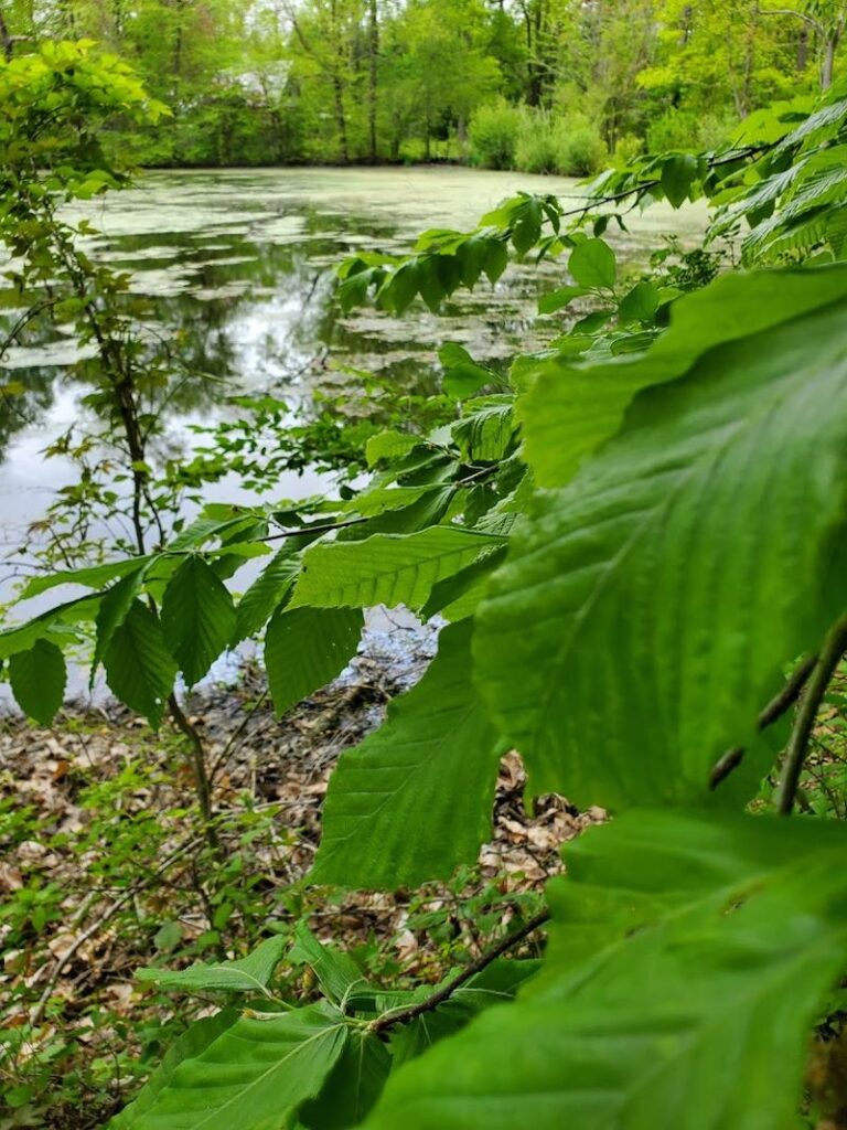 This New York Wildlife Center Rehabilitates Over 2,000 Injured Wild ...