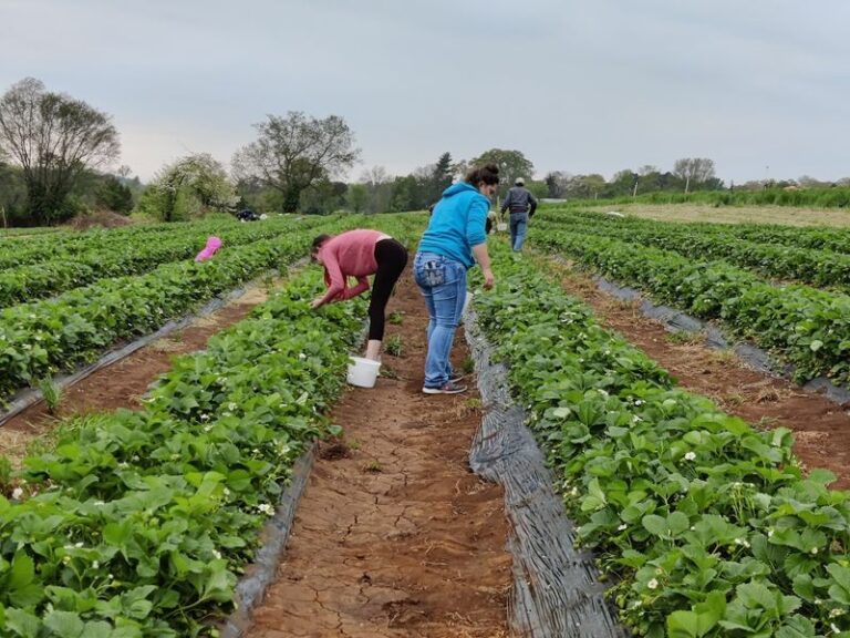 This Tennessee Farm Is In Full Strawberry Swing Right Now And It's A ...