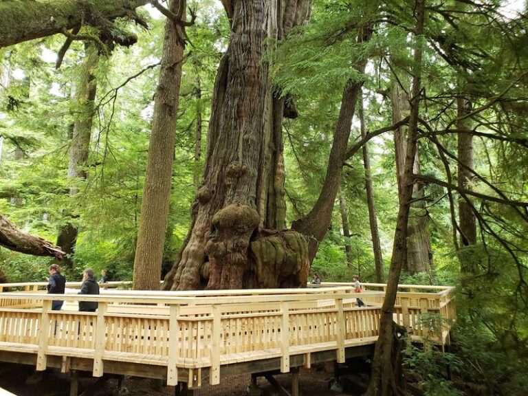 The Oregon Trail Featuring A Boardwalk Through A Forest That Looks ...
