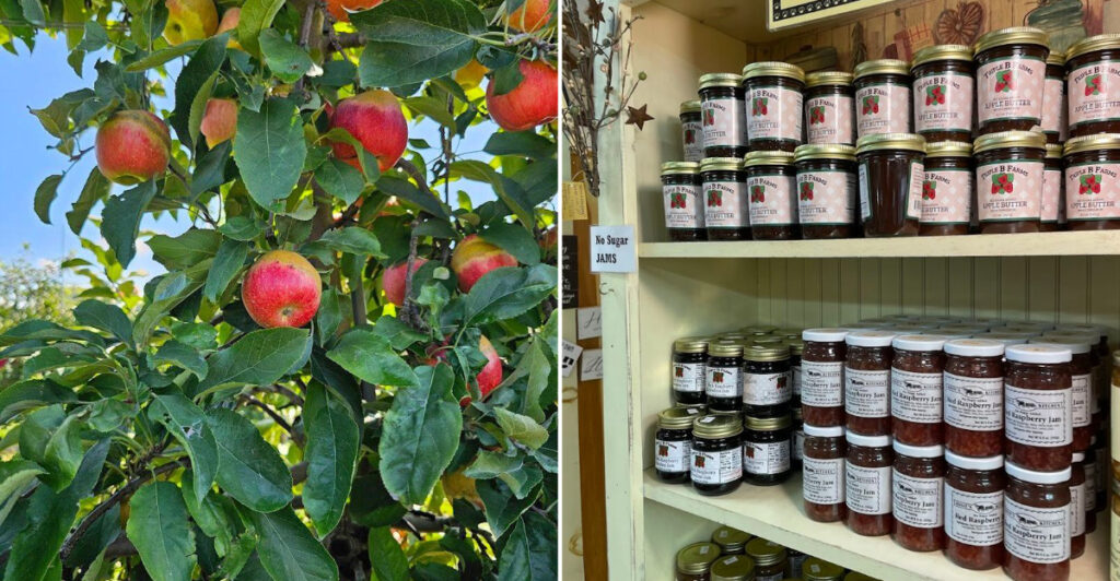 The Pennsylvania Berry Farm Where Visitors Can Harvest Their Own Fruit ...