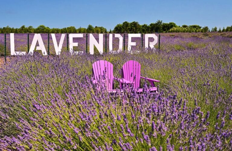 These New York Lavender Retreats Feel Lifted Straight From The French ...