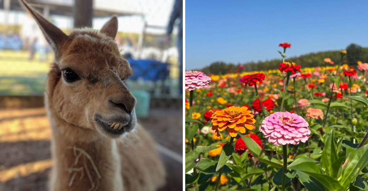 This Arkansas Family Farm Has Quietly Become The Place Everyone Goes ...