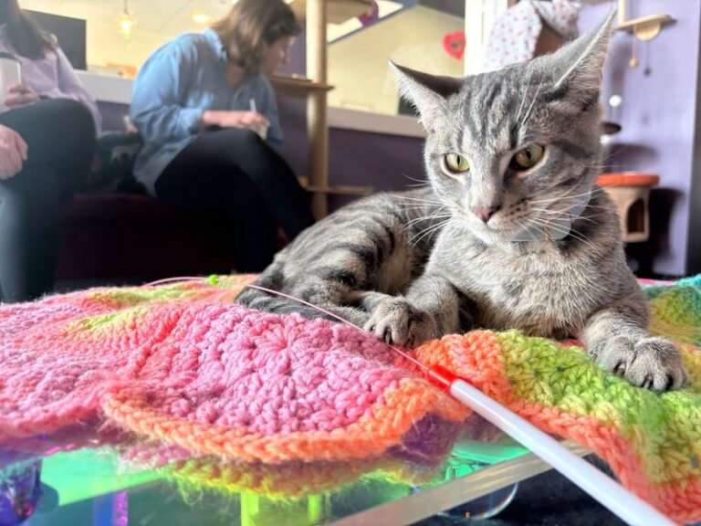 This Cat-Themed Cafe In Mississippi Is A Dream Come True For Real Cat ...