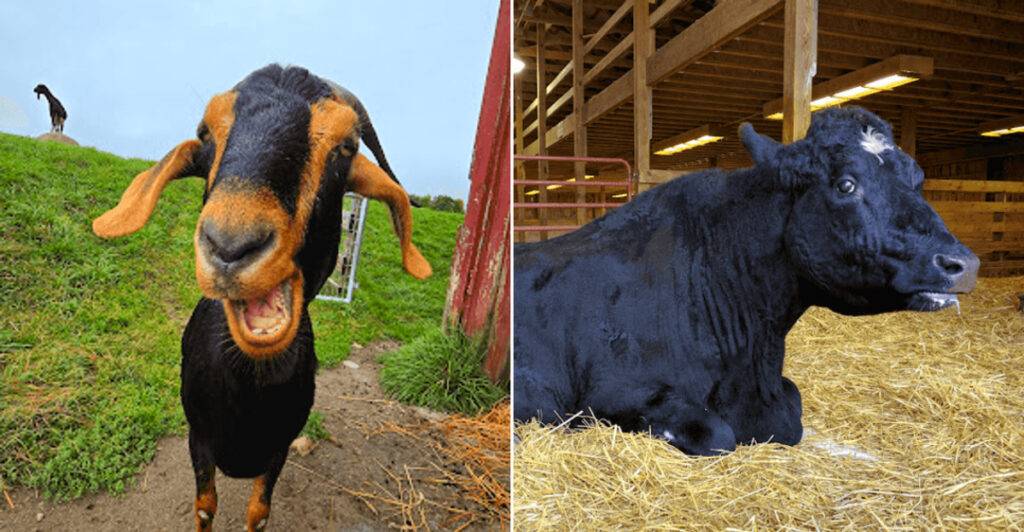 This Hidden Upstate New York Farm Sanctuary Lets You Cuddle Rescued ...