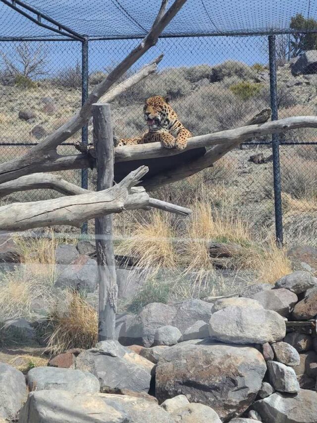This Nevada Animal Sanctuary Lets Families Walk Past Wolves, Big Cats ...